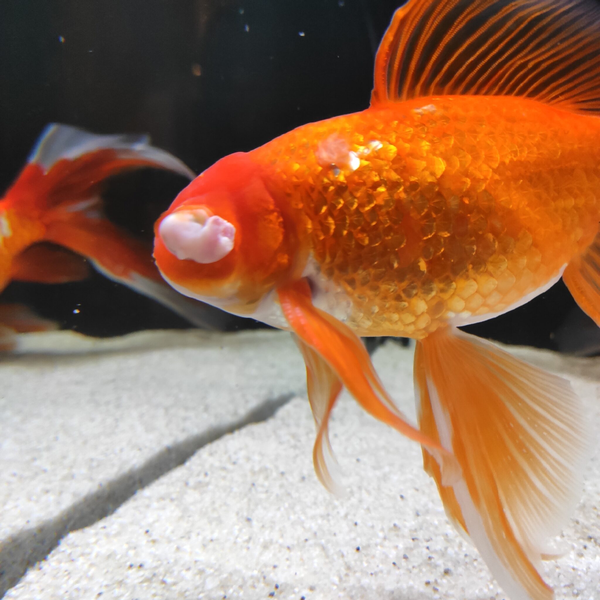 Goldfisch mit Tumor am Auge erfolgreich operiert – Tagesklinik für ...